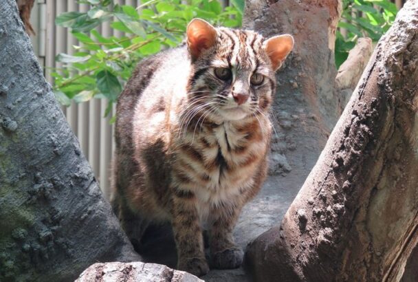 20 Lesser-Known Animal Subspecies With Unique Traits - Housely