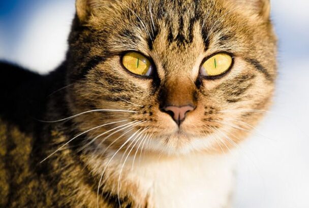 Every Tabby Cat Color And How Rare It Really Is - Housely