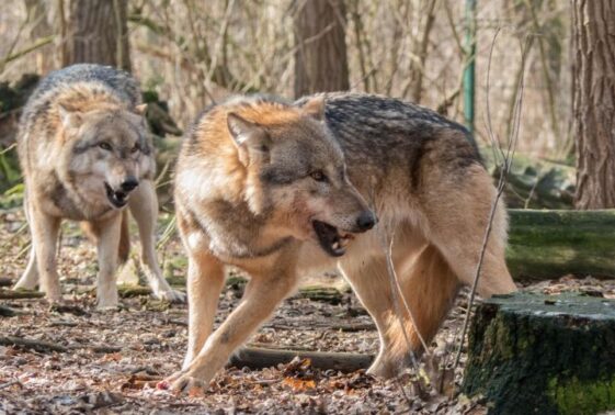 Two Of The Largest Wolf Packs The World Has Ever Known - Housely