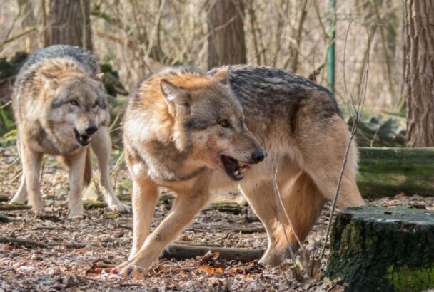 Two Of The Largest Wolf Packs The World Has Ever Known - Housely