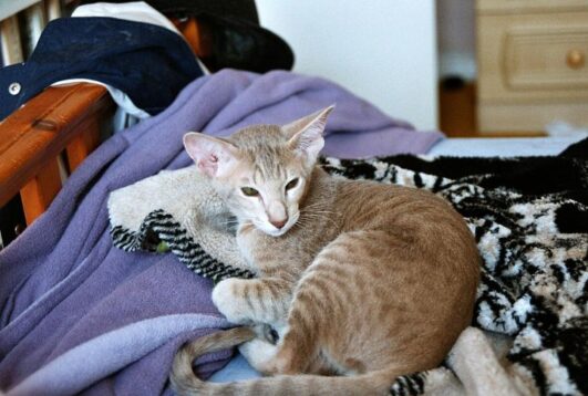 Every Tabby Cat Color And How Rare It Really Is - Housely