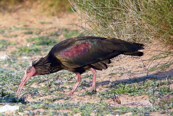 20 Lesser-Known Animal Subspecies With Unique Traits - Housely