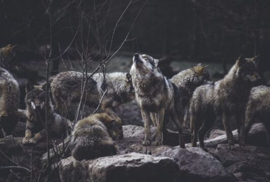 Two Of The Largest Wolf Packs The World Has Ever Known - Housely
