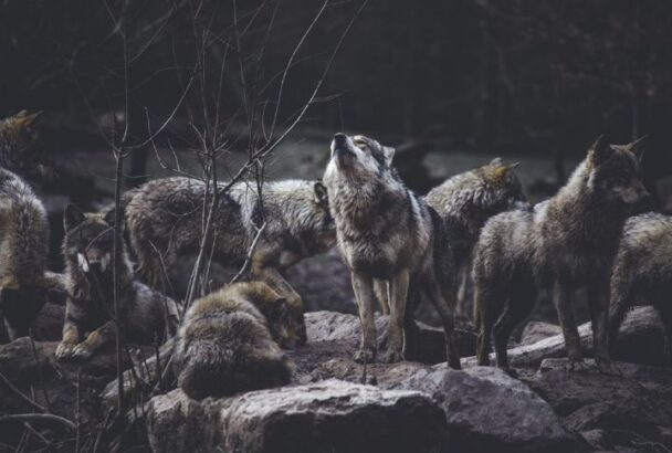 Two Of The Largest Wolf Packs The World Has Ever Known - Housely