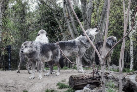 Two Of The Largest Wolf Packs The World Has Ever Known - Housely