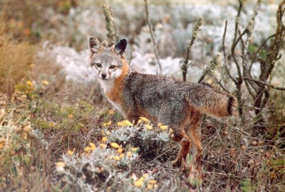 20 Lesser-Known Animal Subspecies With Unique Traits - Housely