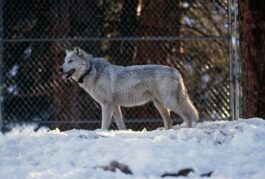 Two Of The Largest Wolf Packs The World Has Ever Known - Housely