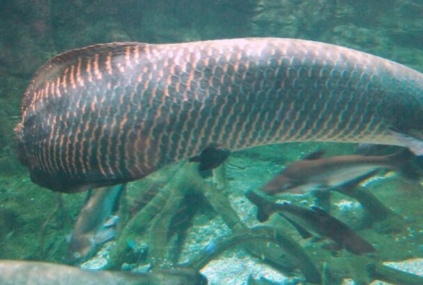 10 Powerful Freshwater Predators With Strength To Rival Ocean Hunters ...