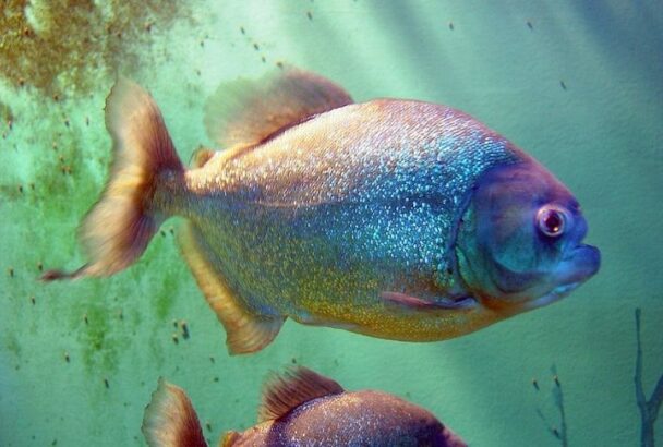 10 Facts About Piranhas That Challenge Their Fearsome Reputation - Housely