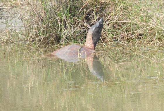 20 Lesser-Known Animal Subspecies With Unique Traits - Housely