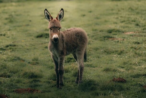 10 Qualities That Make Donkeys A Pet Worth Considering - Housely