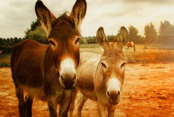 10 Qualities That Make Donkeys A Pet Worth Considering - Housely