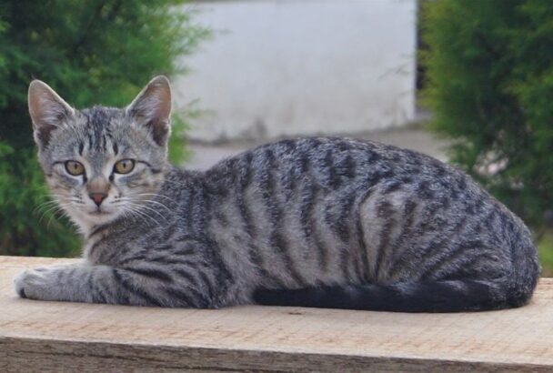 Every Tabby Cat Color And How Rare It Really Is - Housely