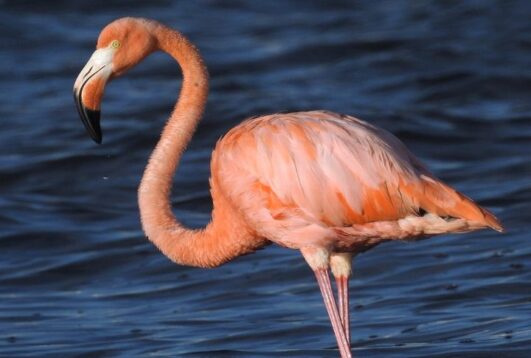 20 Lesser-Known Animal Subspecies With Unique Traits - Housely