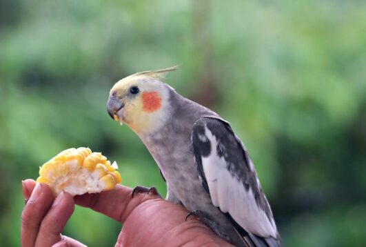 10 Low-Maintenance Birds That Still Feel Like Family - Housely