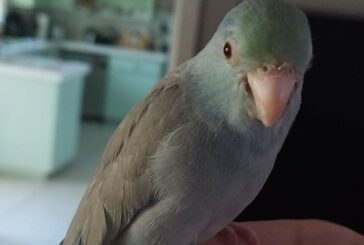 10 Low-Maintenance Birds That Still Feel Like Family - Housely