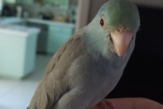 10 Low-Maintenance Birds That Still Feel Like Family - Housely