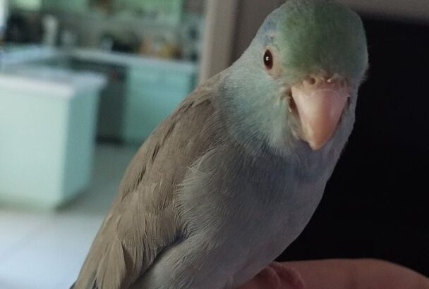 10 Low-Maintenance Birds That Still Feel Like Family - Housely