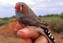 10 Low-Maintenance Birds That Still Feel Like Family - Housely