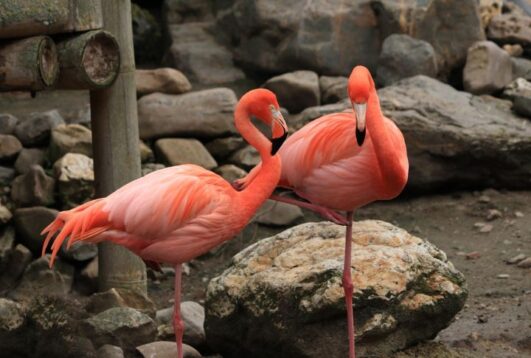 20 Lesser-Known Animal Subspecies With Unique Traits - Housely