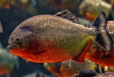 10 Facts About Piranhas That Challenge Their Fearsome Reputation - Housely