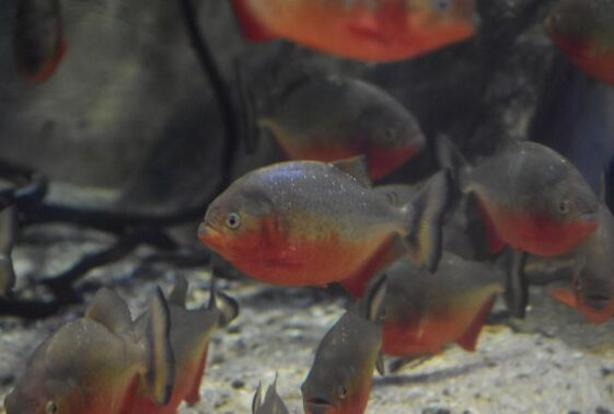 10 Facts About Piranhas That Challenge Their Fearsome Reputation - Housely