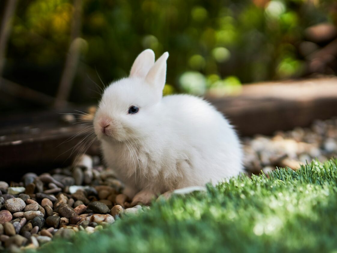 15 Small Pets That Are Great for Kids - Housely