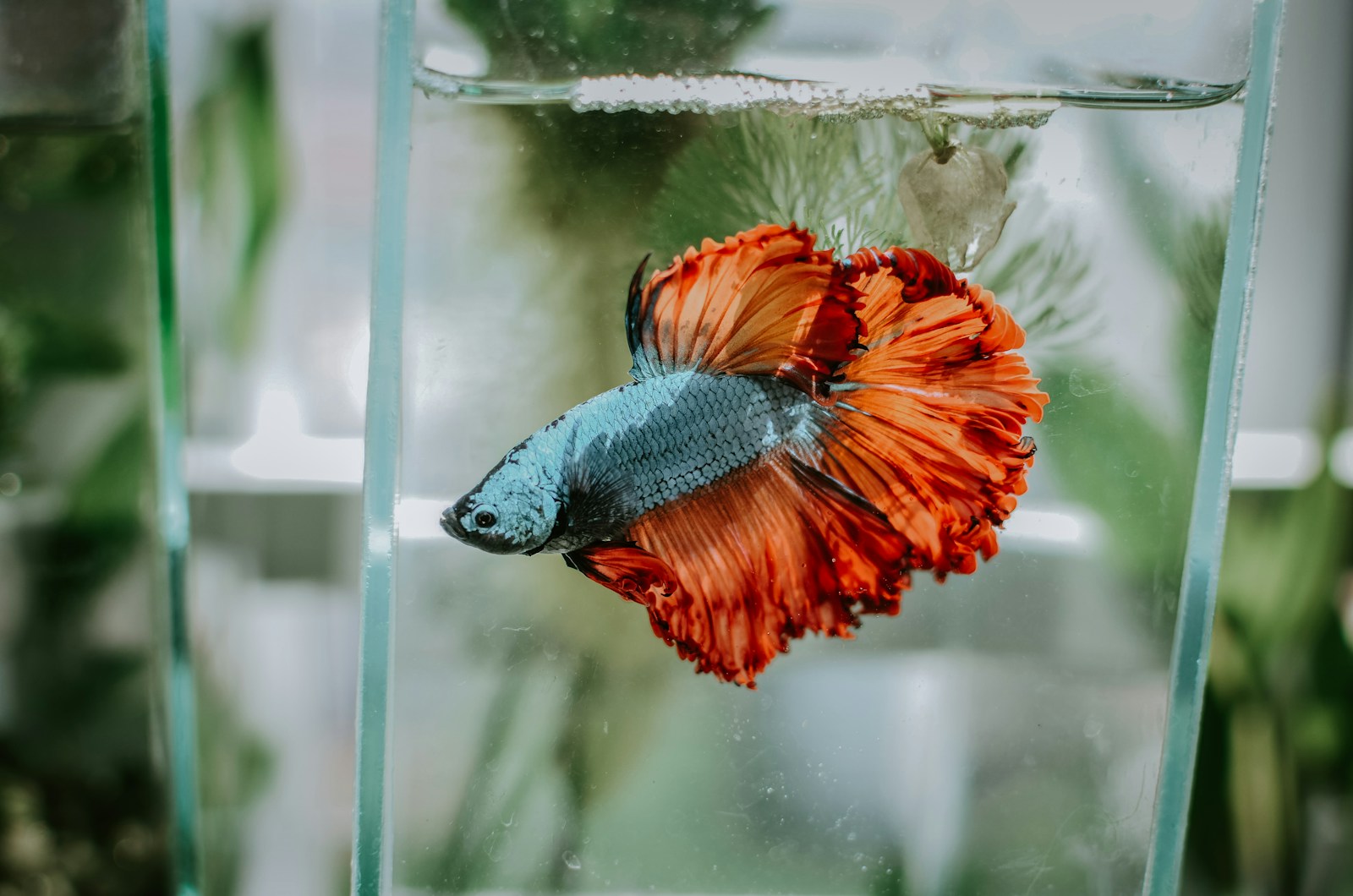 15 Small Pets That Are Great for Kids - Housely