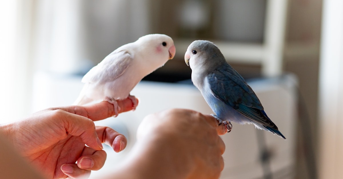 10 Low-Maintenance Birds That Still Feel Like Family - Housely