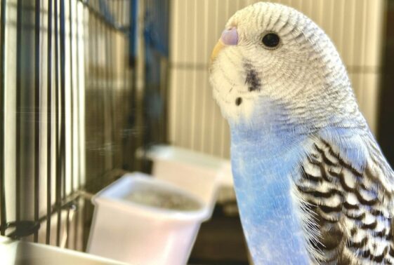 10 Low-Maintenance Birds That Still Feel Like Family - Housely