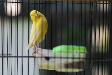 10 Low-Maintenance Birds That Still Feel Like Family - Housely