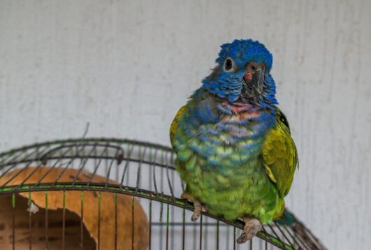 10 Low-Maintenance Birds That Still Feel Like Family - Housely