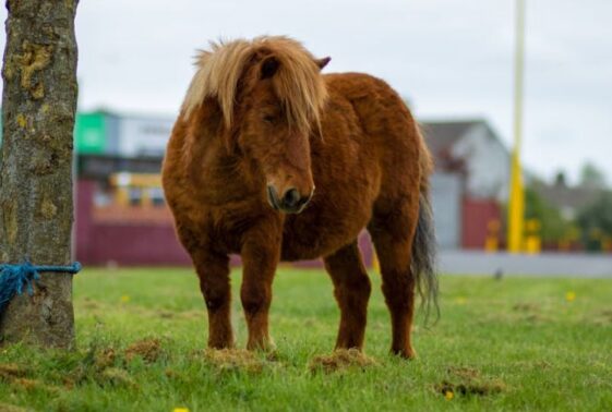 20 Facts To Help You Understand Miniature Horses - Housely