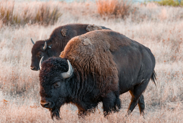 10 Animals That Carry Powerful Symbolism Around The World - Housely