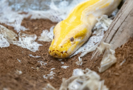 10 Animals That Carry Powerful Symbolism Around The World - Housely