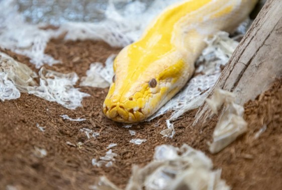 10 Animals That Carry Powerful Symbolism Around The World - Housely