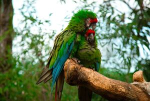 10 Fascinating Behaviors That Make Parrots Truly Unique - Housely