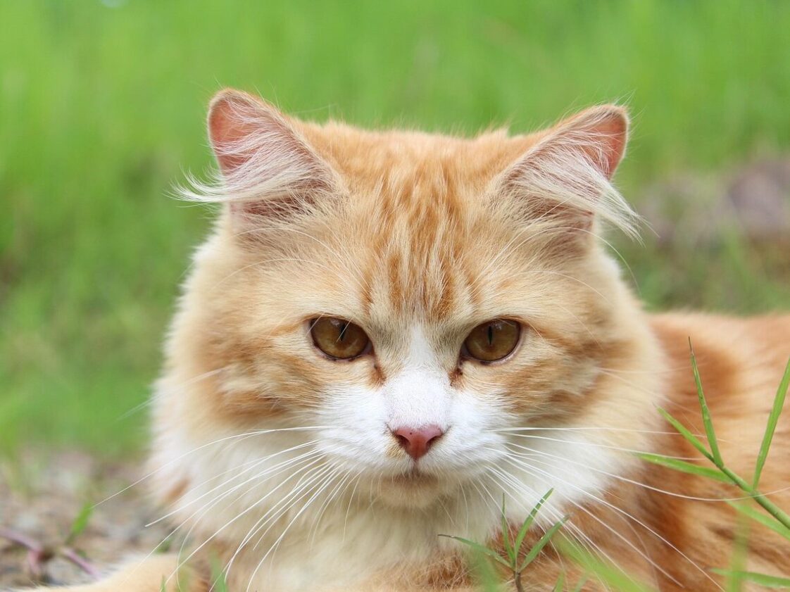 15 Warning Signs In Your Cat’s Behaviour You Should Never Ignore - Housely