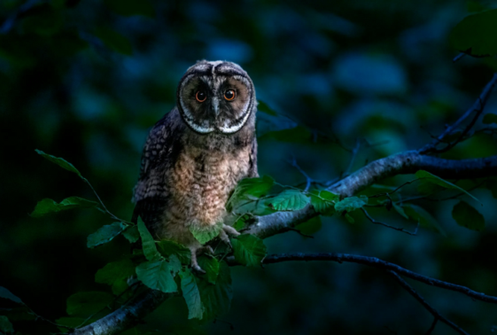 10 Animals That Carry Powerful Symbolism Around The World - Housely