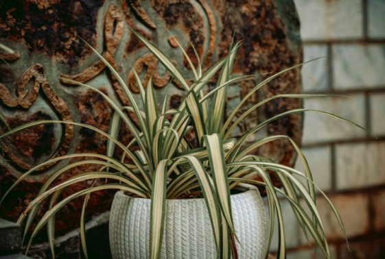 Want An Endless Indoor Plant Collection? Start With These 20 - Housely