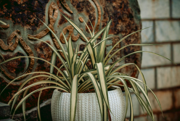 Want An Endless Indoor Plant Collection? Start With These 20 - Housely