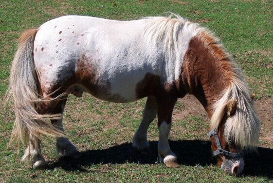 20 Facts To Help You Understand Miniature Horses - Housely