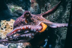 10 Fascinating Octopus Behaviors You’ve Probably Never Heard Of - Housely