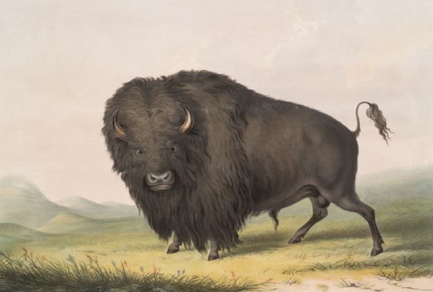 What Did It Mean To Be Comanche? 10 Rules They Lived By - Housely