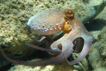 10 Fascinating Octopus Behaviors You’ve Probably Never Heard Of - Housely