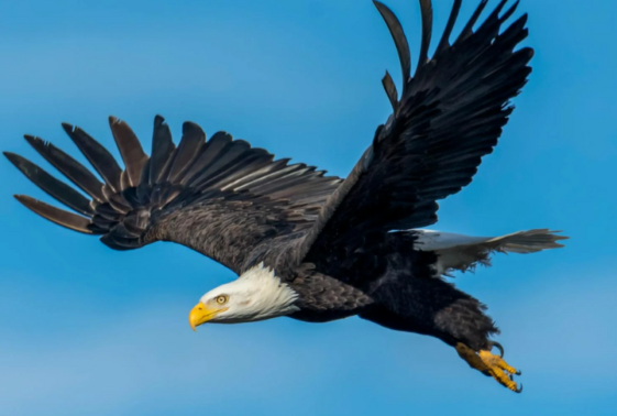 10 Animals That Carry Powerful Symbolism Around The World - Housely