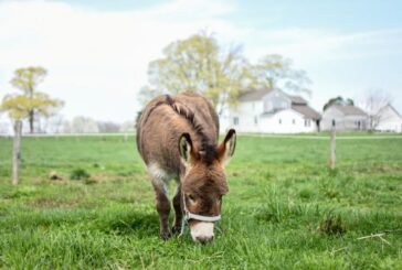 10 Practical Reasons Every Farm Can Benefit From A Donkey - Housely