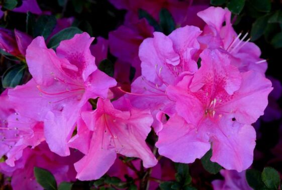 20 Plants That Will Thank You For Using Coffee Grounds - Housely