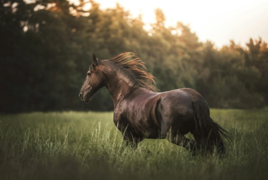 10 Animals That Carry Powerful Symbolism Around The World - Housely
