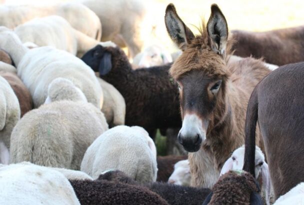 10 Practical Reasons Every Farm Can Benefit From A Donkey - Housely